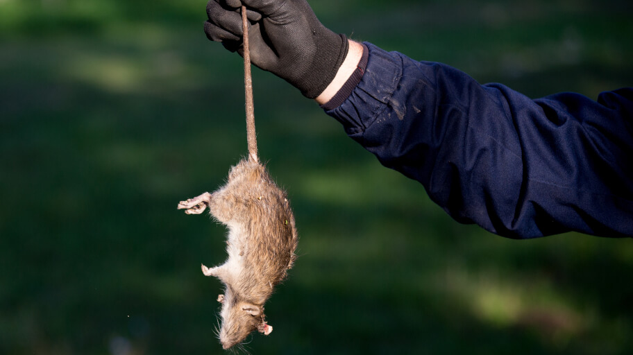 Can a dead rat smell harm you?