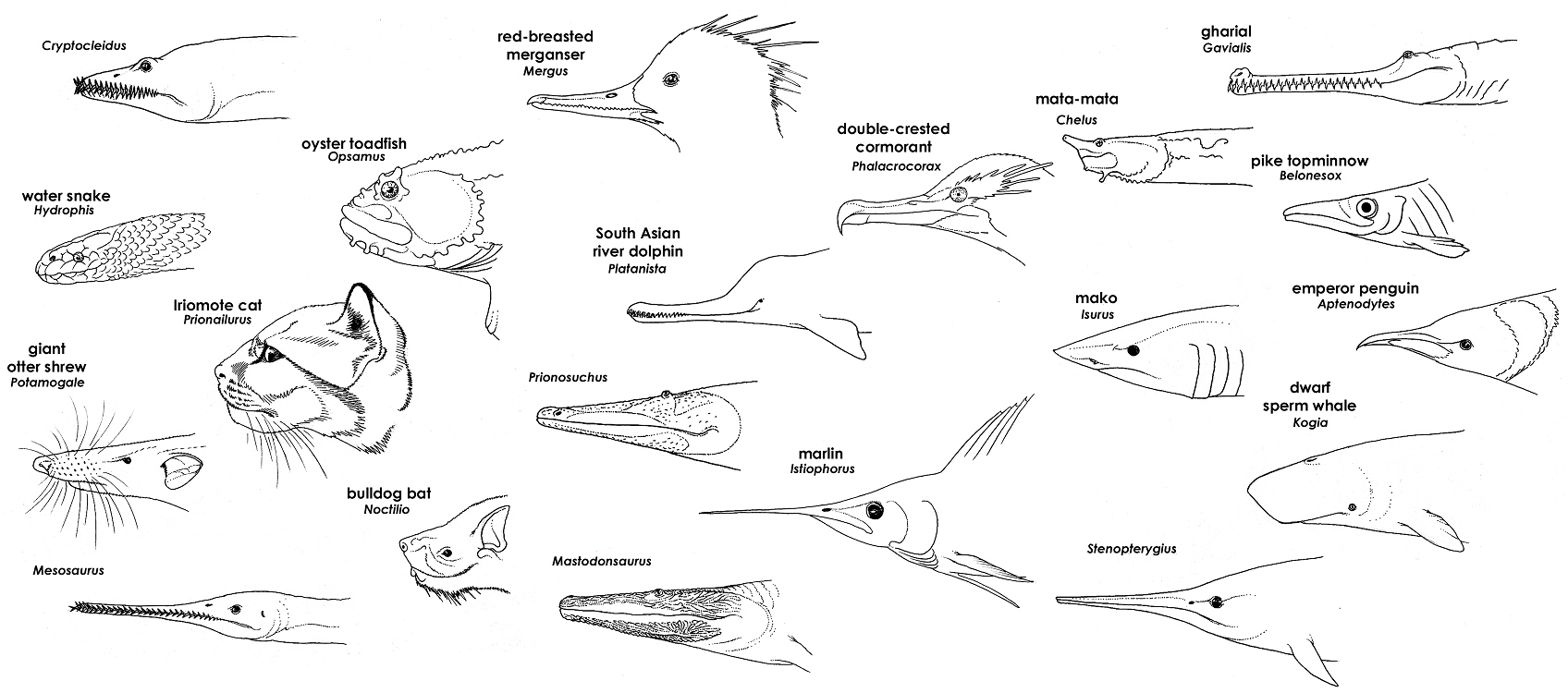 Can a fish be piscivores?