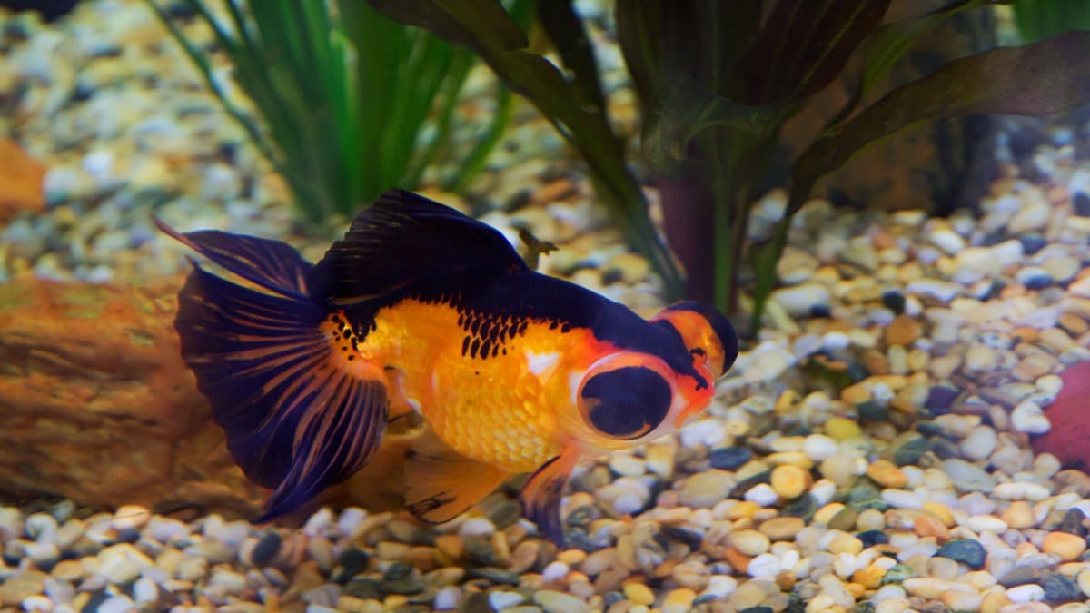 Can a fish change colour?