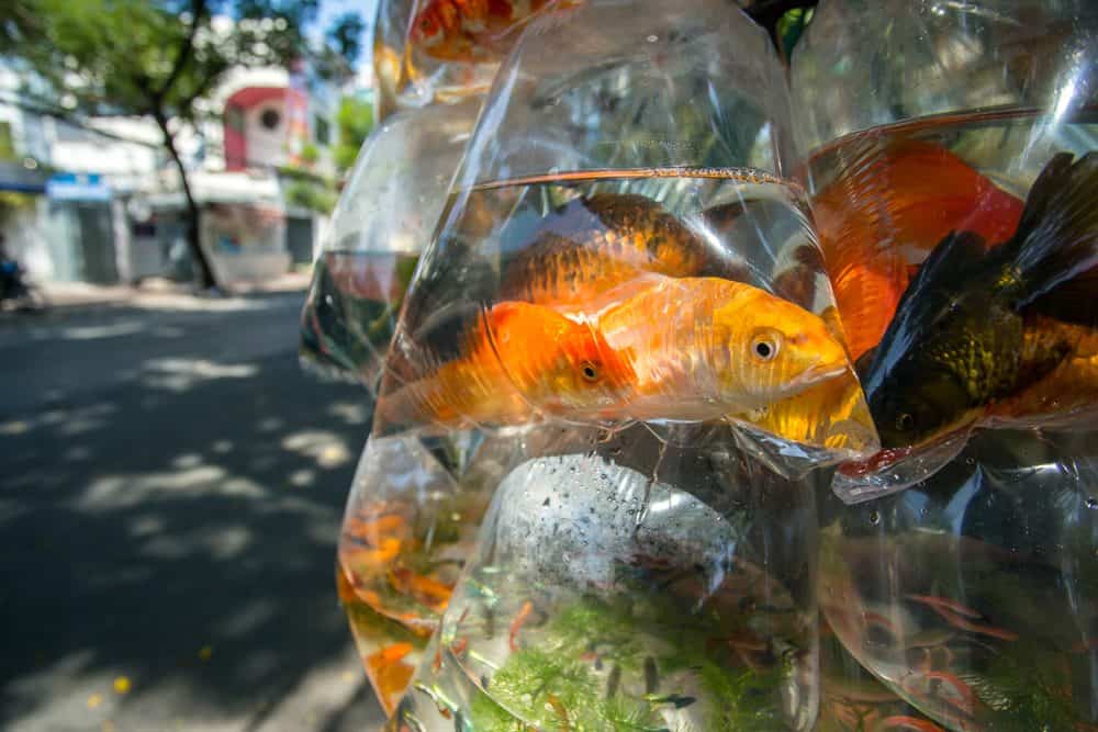 Can a fish live in plastic?
