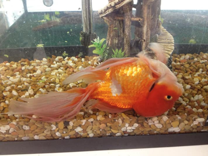 Can a fish recover from swim bladder disease without treatment?