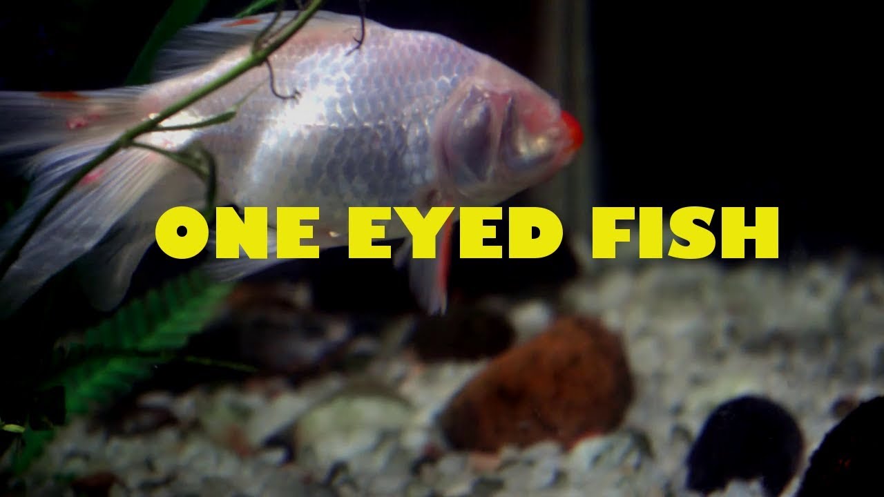 Can a fish survive with one eye?