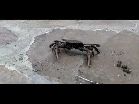 Can a frozen crab come back to life?