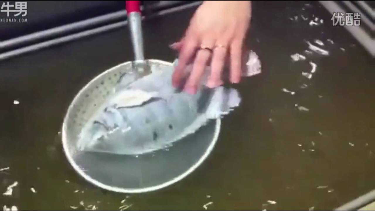 Can a frozen fish be alive?