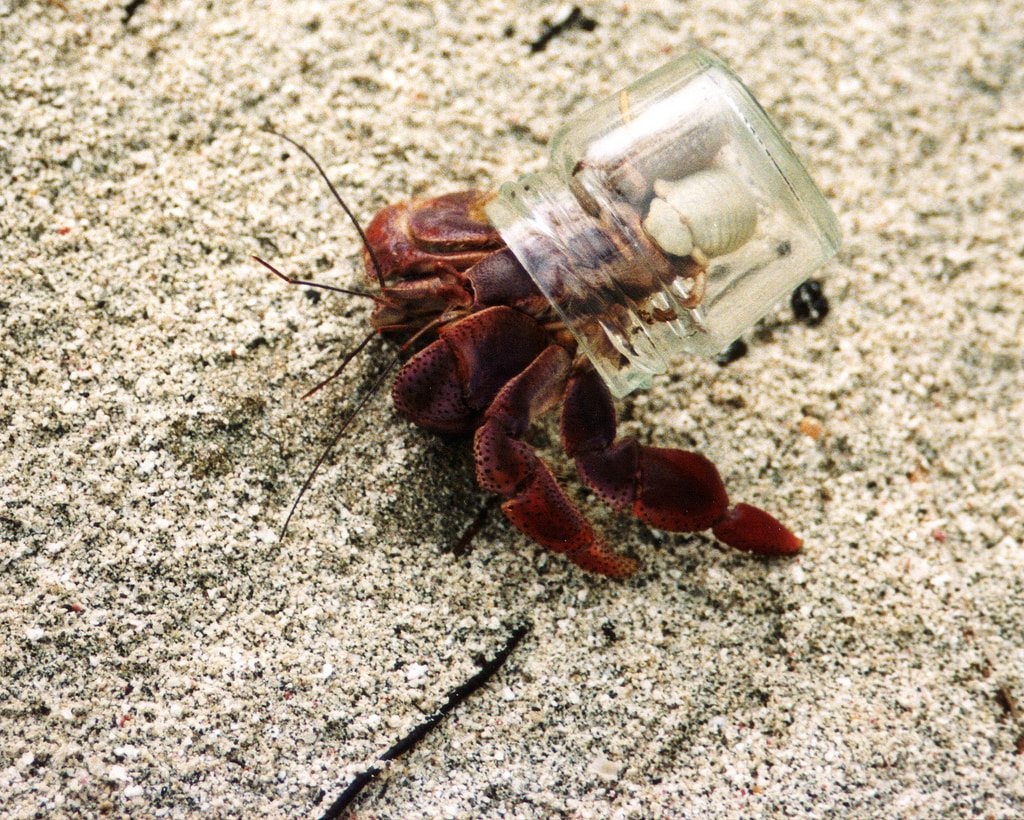 Can a hermit crab live alone?