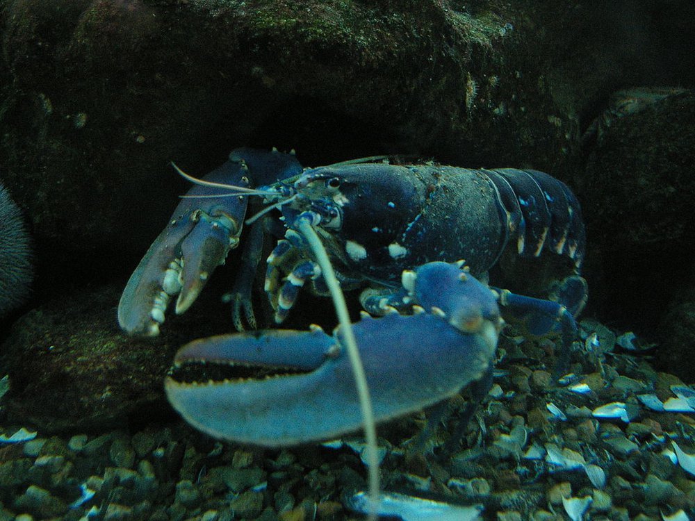 Can a lobster live forever if you help it molt?