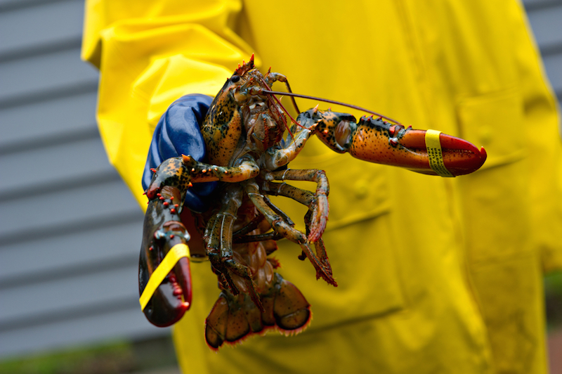 Can a lobster live forever in captivity?