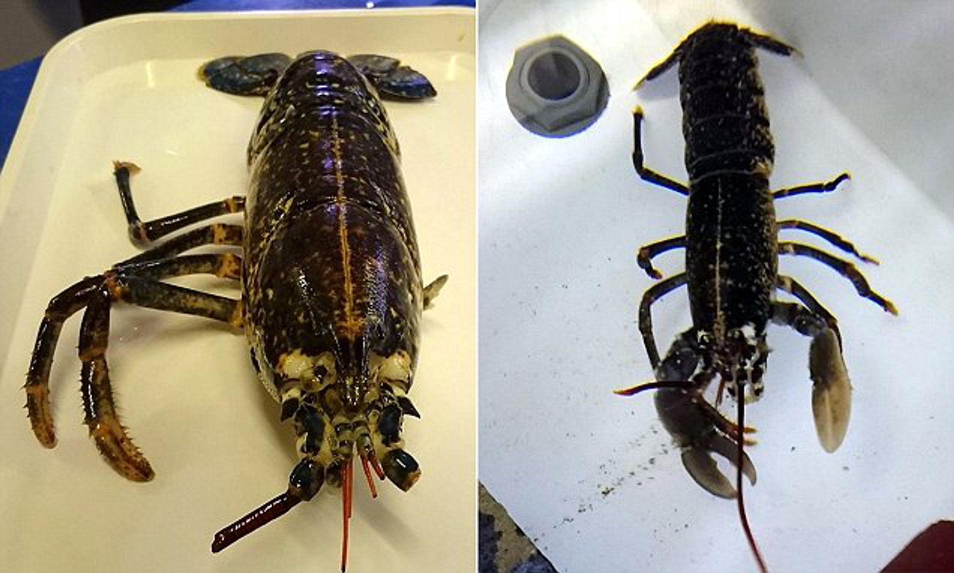 Can a lobster live without its claws?