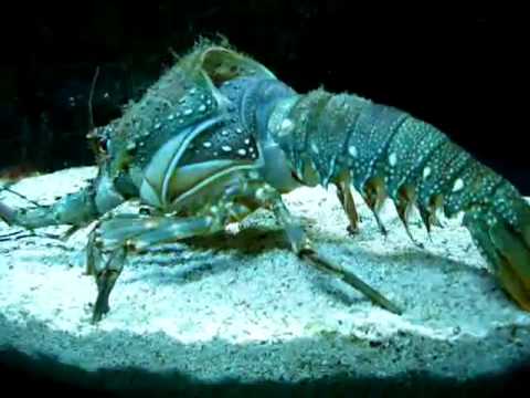 Can a lobster live without shell?