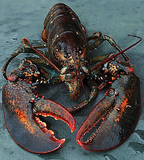Can a lobster survive in tap water?
