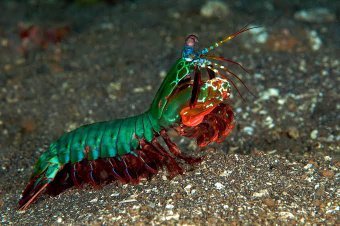 Can a mantis shrimp break a human finger?