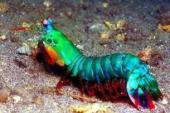 Can a mantis shrimp break your skull?