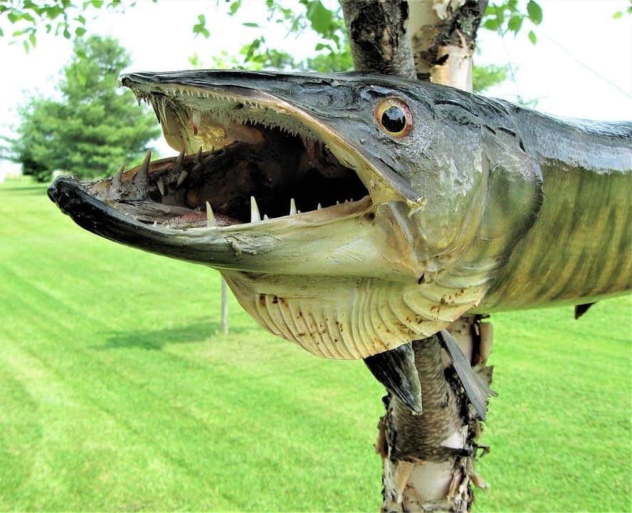 Can a muskie be eaten?