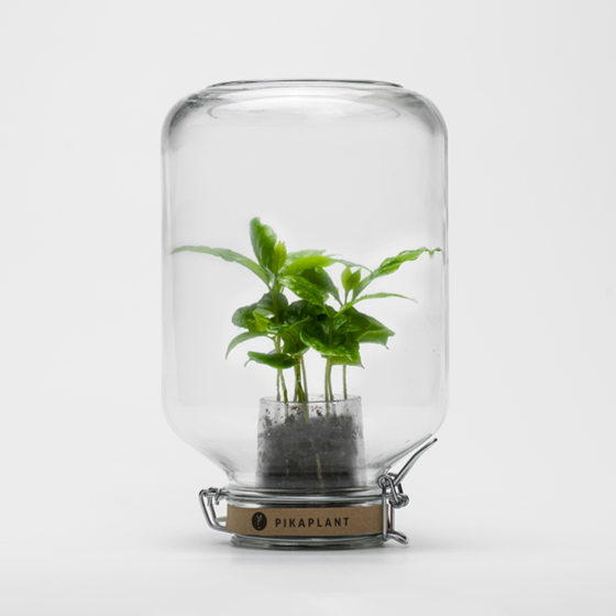 Can a plant survive in a sealed jar?