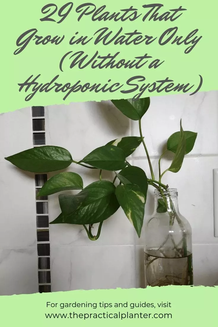 Can a plant survive just in water?