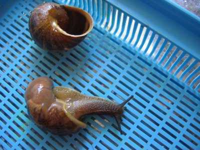 Can a snail live without its shell?