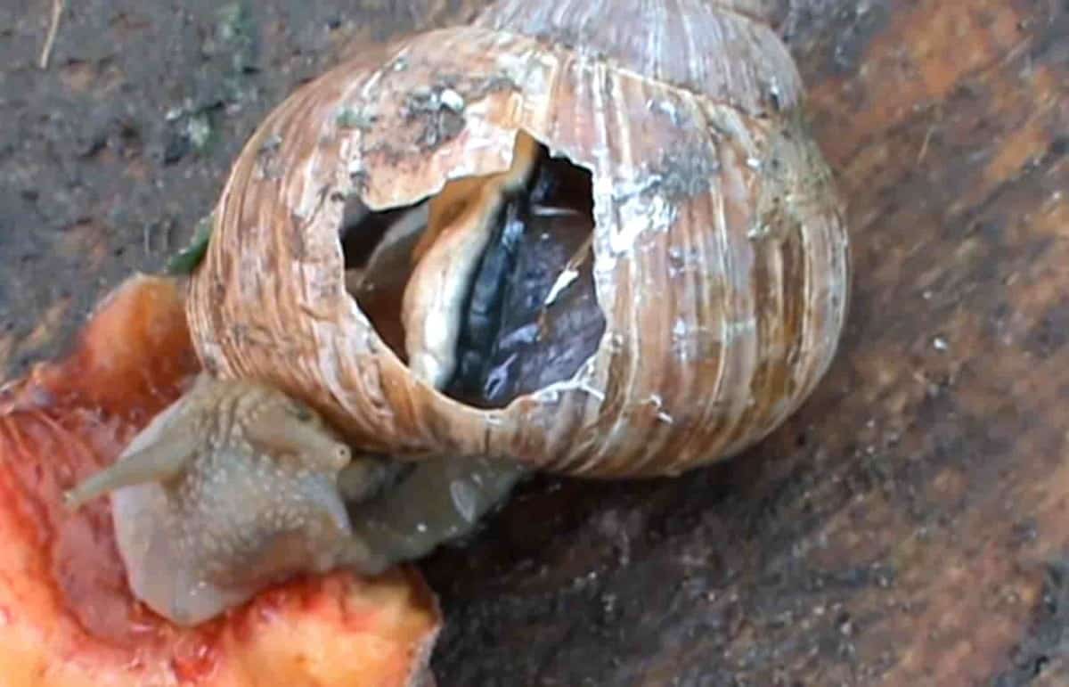 Can a snail survive with a damaged shell?