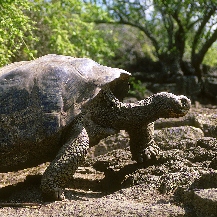 Can a tortoise live forever?