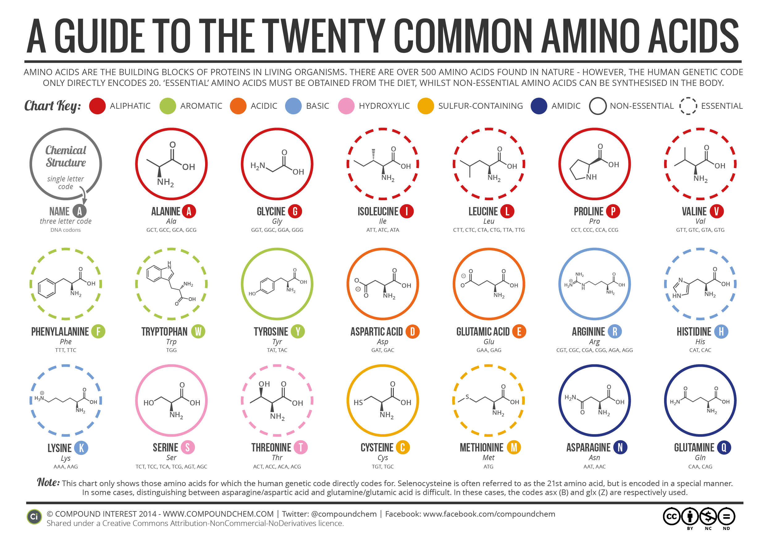 Can all 20 amino acids be used to build protein?