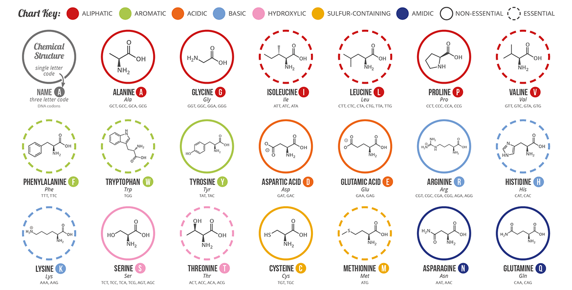 Can all 20 amino acids come from plants?