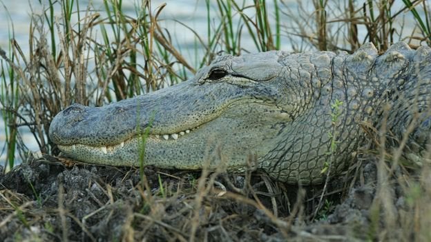 Can alligators be scared?