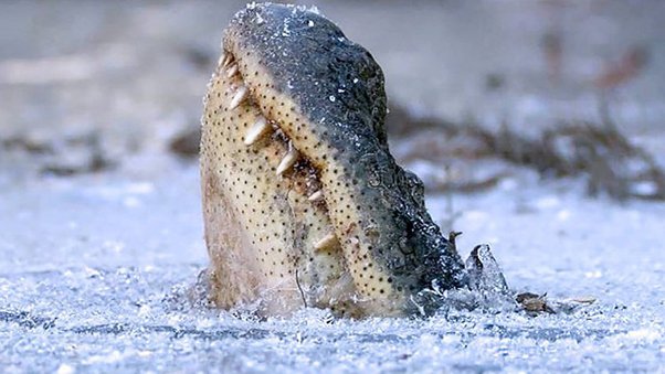 Can alligators freeze and come back to life?