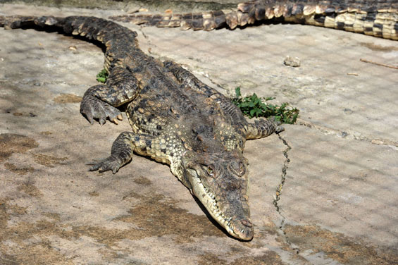 Can alligators starve to death?