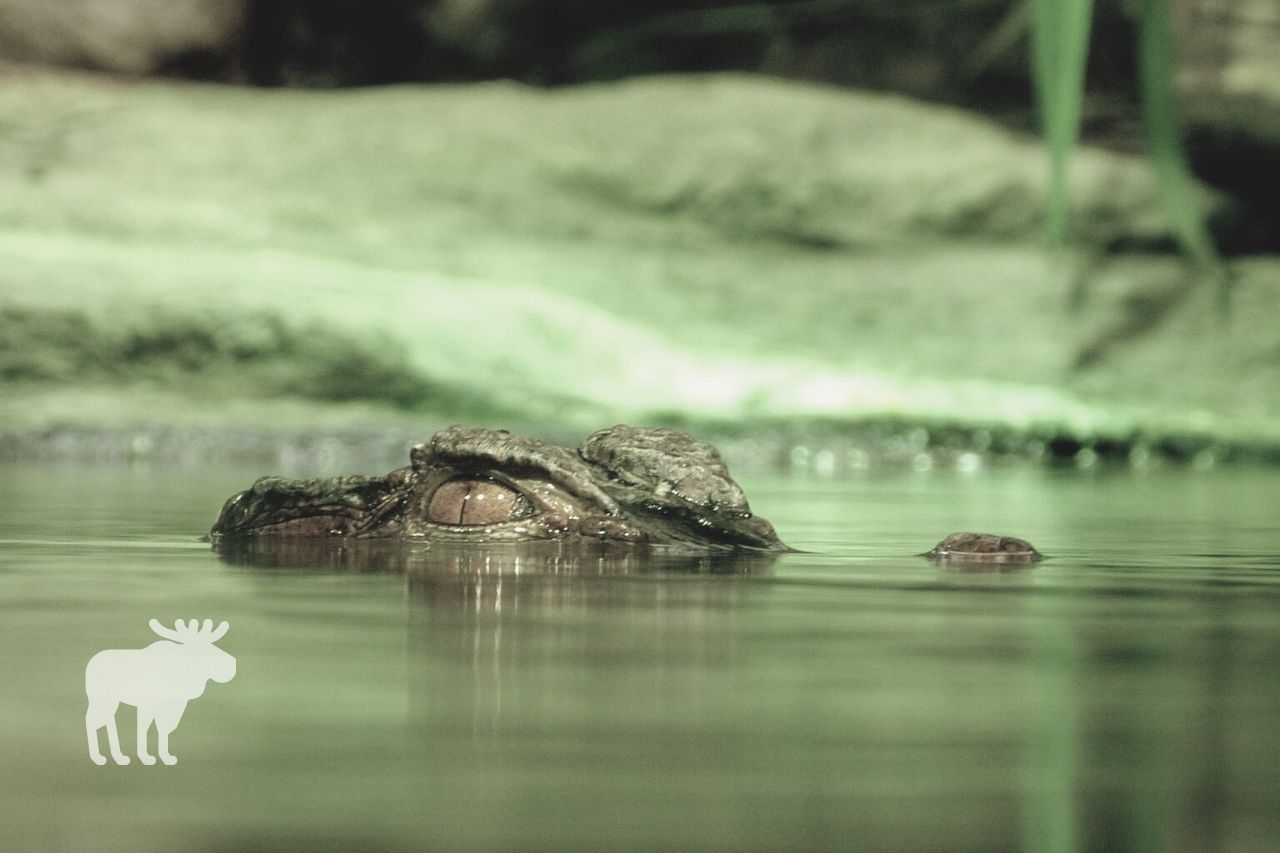 Can alligators stay underwater for 24 hours?