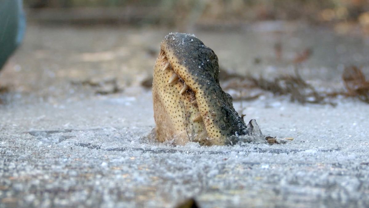 Can alligators survive a freeze?