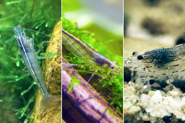 Can Amano shrimp have color?