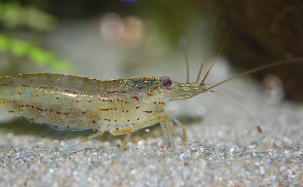 Can Amano shrimp survive in high ammonia?