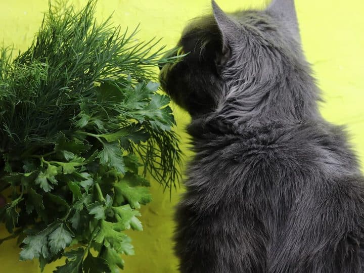 Can animals eat parsley?