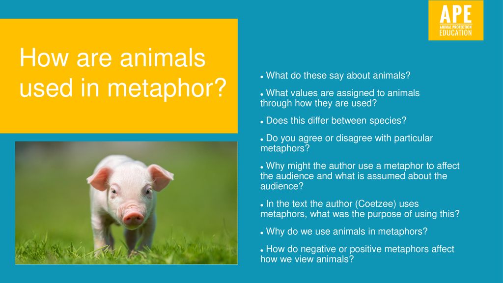 Can animals use metaphors?