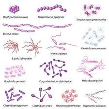 Can any bacteria survive 500 degrees?