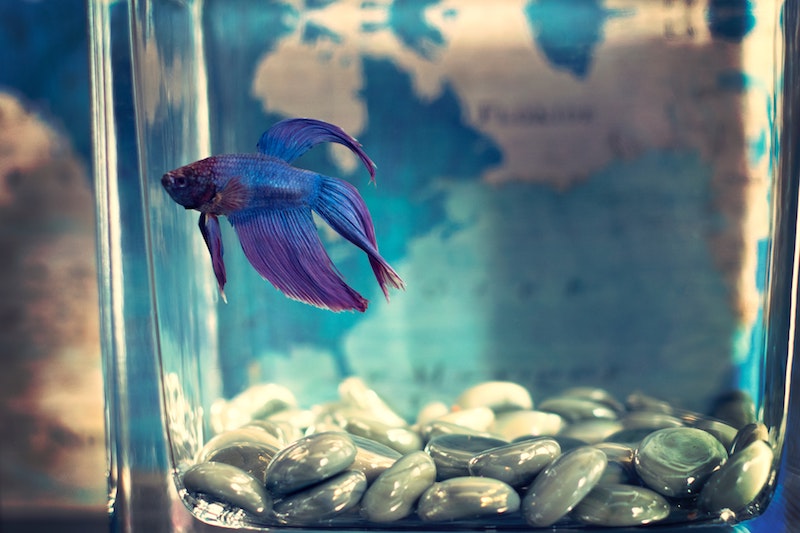 Can any fish live in tap water?