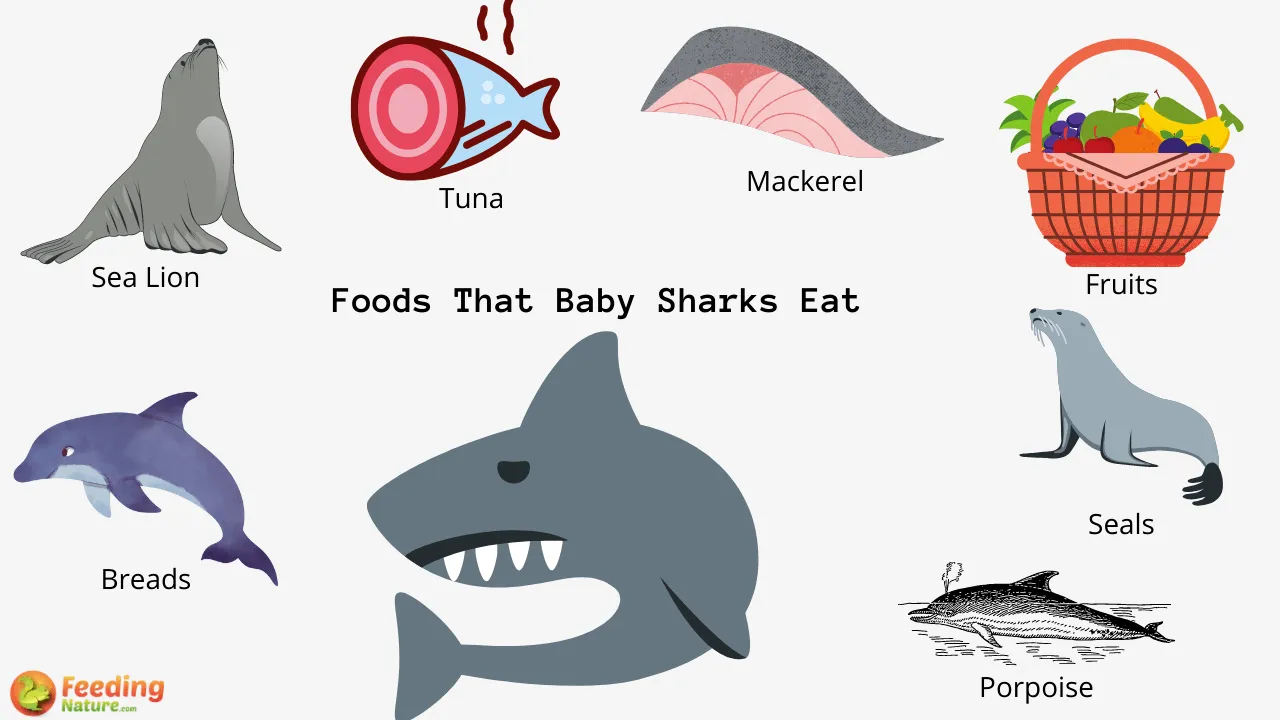 Can babies eat shark?