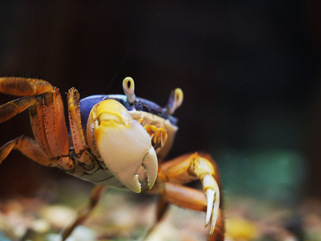 Can baby crabs eat fish food?