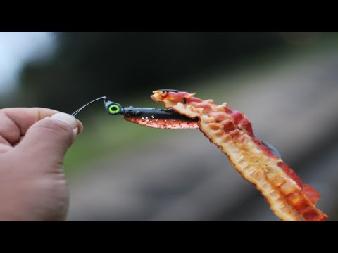 Can Bacon be used as fish bait?