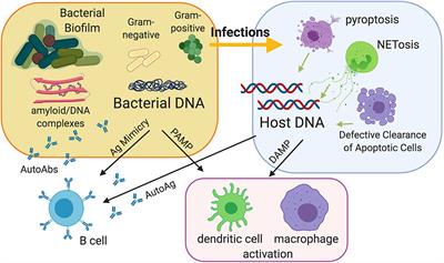 Can bacteria trigger autoimmune disease?