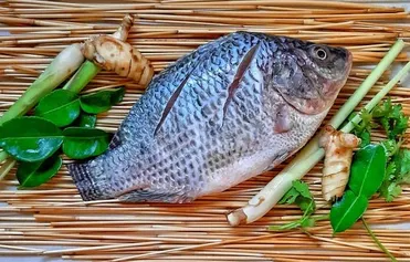 Can bad tilapia make you sick?