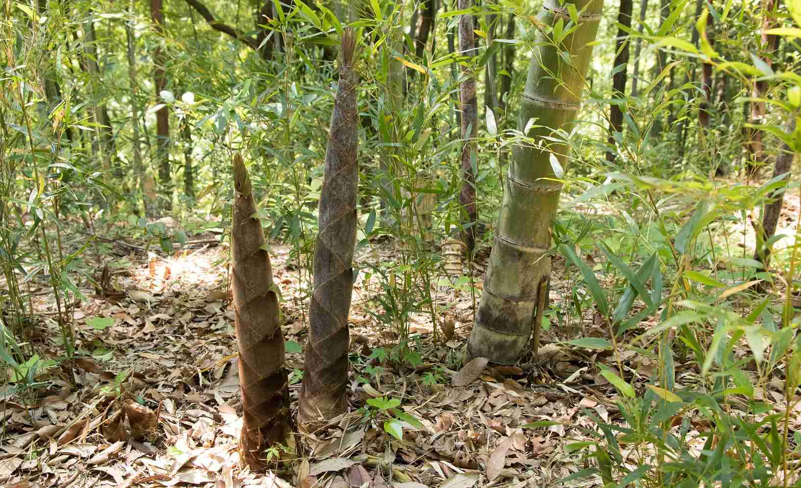 Can bamboo grow from shoots?