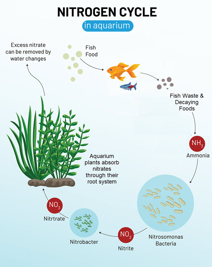 Can beneficial bacteria live in stagnant water?