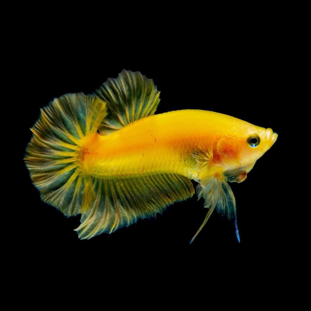 Can bettas be yellow?