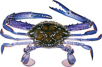 Can blue crabs be poisonous?