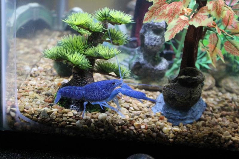 Can blue crayfish live with betta fish?