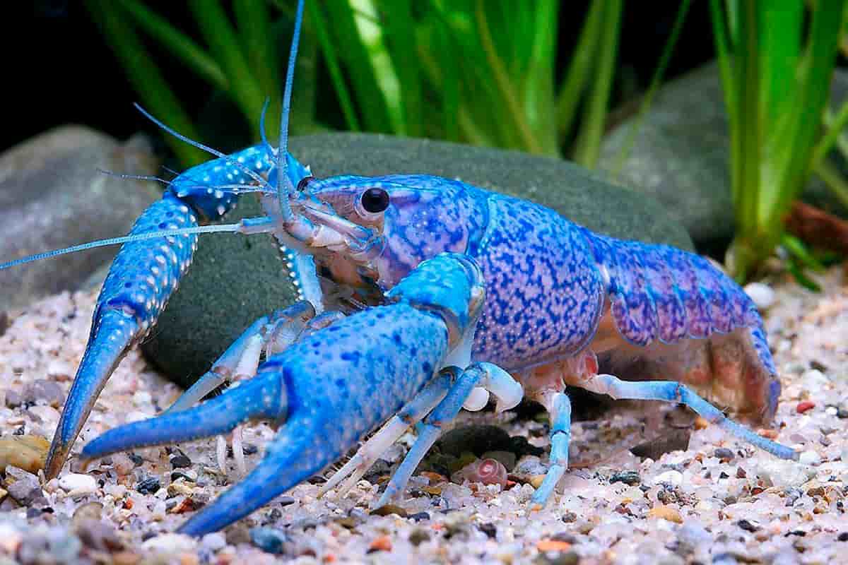 Can blue lobsters live with snails?