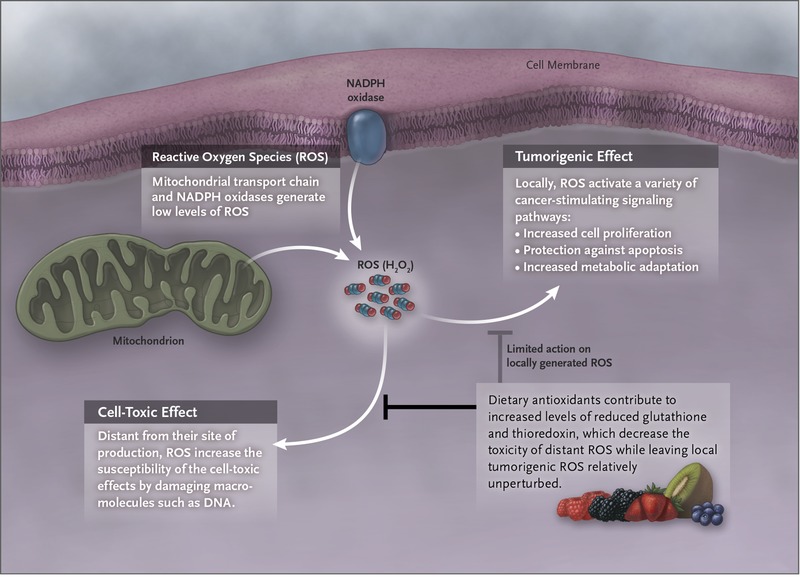 Can cancer patients take antioxidants?