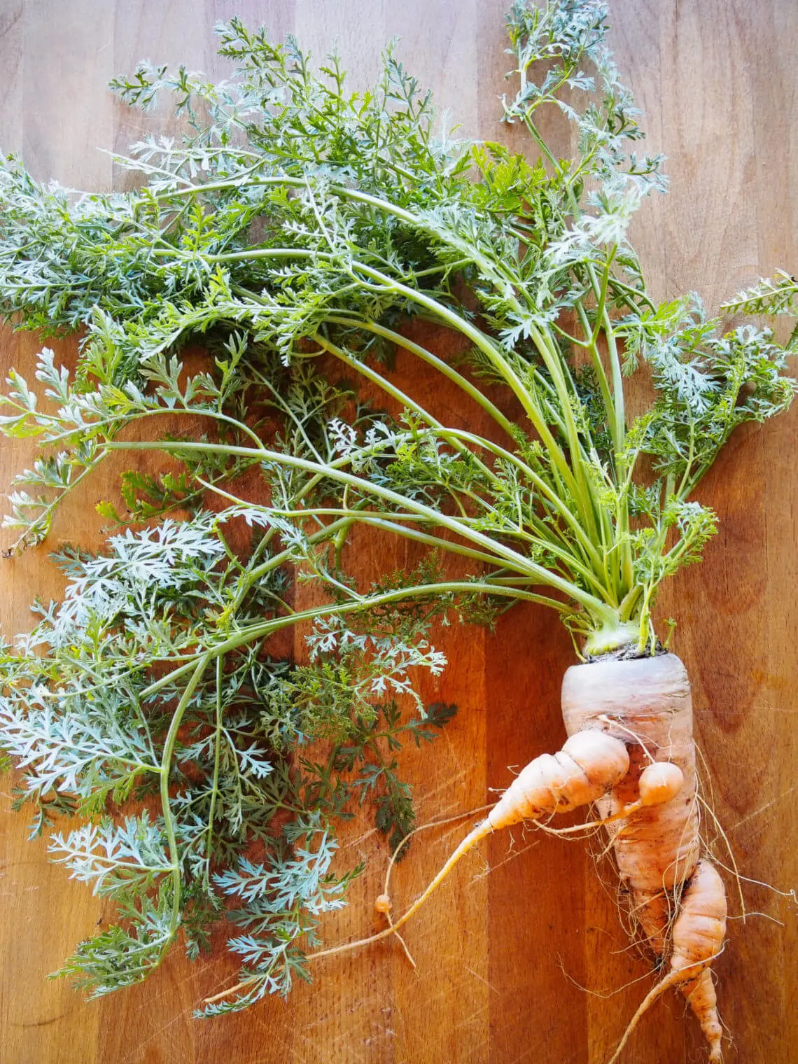 Can carrot tops be used for anything?