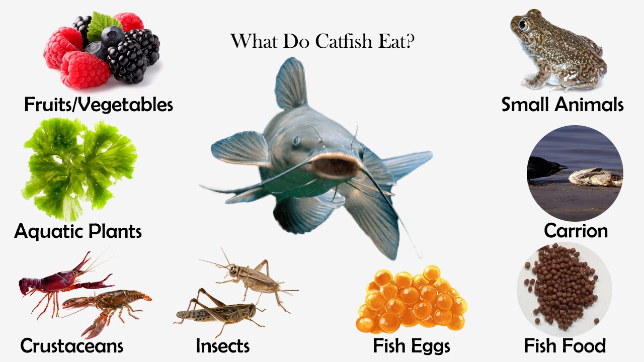 Can catfish eat fruits?