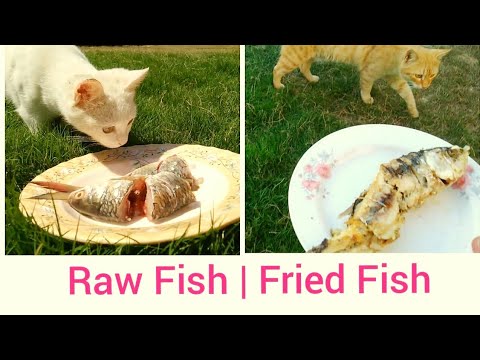 Can cats eat fish fry?